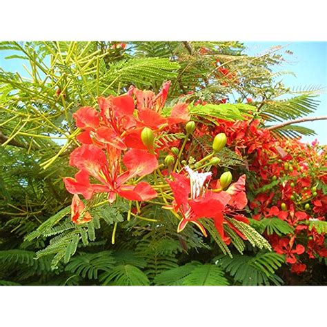 Buy Royal Poinciana Tree Delonix Regia 5 Seeds Online At Desertcart