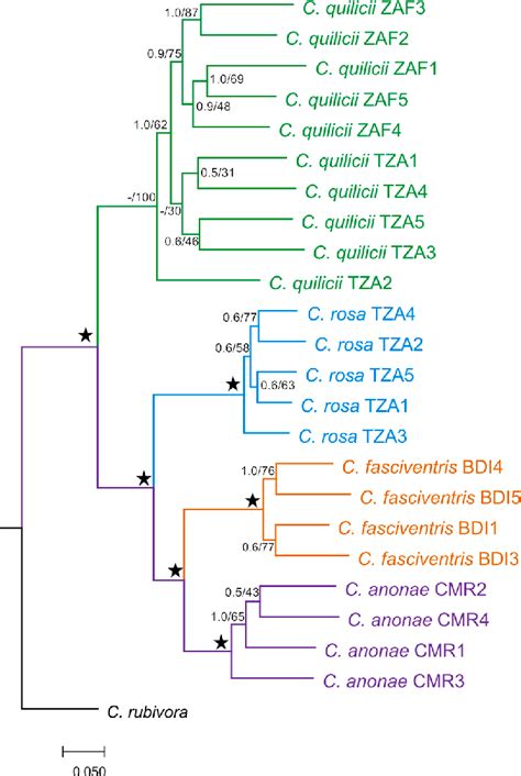 maximum likelihood ml and bayesian inference bi phylogenetic trees download scientific