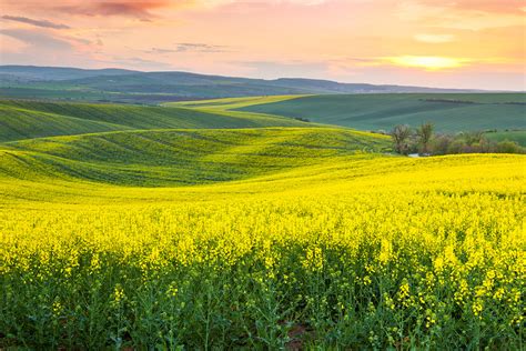 黄色 野生花卉 性质 花园 黄色花 花卉 蒲公英 春天 鲜花图片下载 觅知网