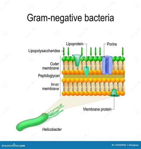 Estructura De La Pared Celular De Las Bacterias Gramnegativas Por