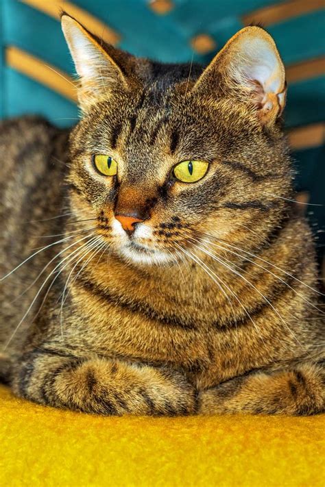 Bonito gato rompecabezas en línea