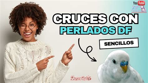 Periquitos Perlados Doble Factor Cruces Con Mas Mutaciones YouTube