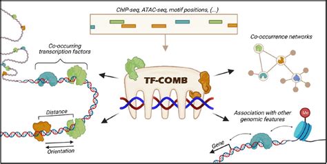 TF COMB Discovering Grammar Of Transcription Factor Binding Sites