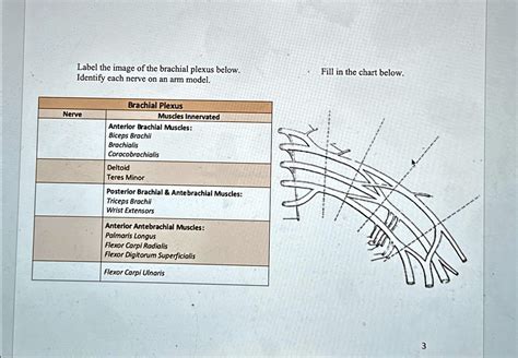 Label The Image Of The Brachial Plexus Below Identify Each Nerve On An