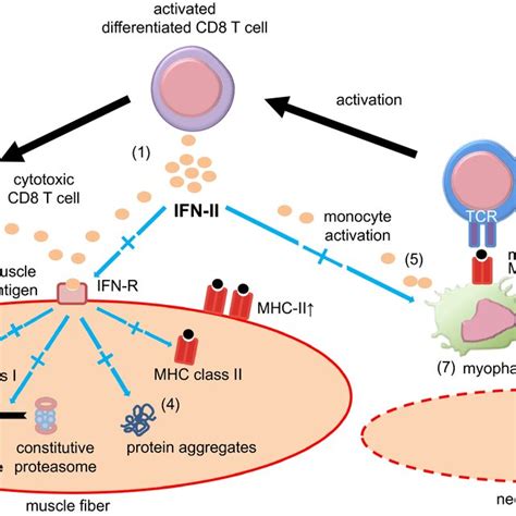 Ifns And Ifnii In Inclusion Body Myositis Highly Differentiated T