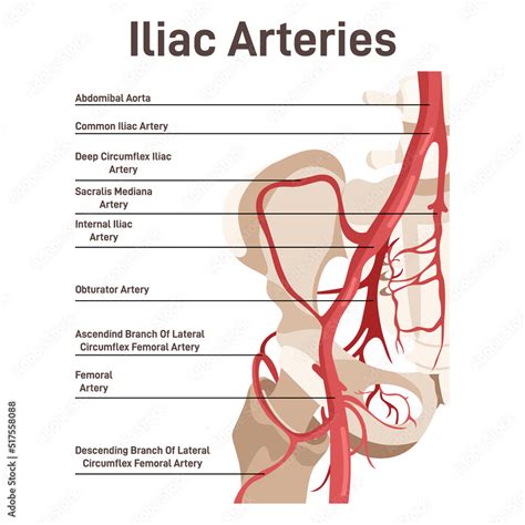 Iliac Arteries The Main Veins And Arteries Of The Lower Body Blood