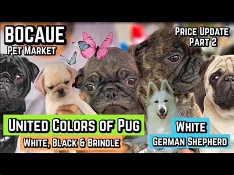Bocaue Pet Market Part 2 United Colors Of Pug March 10 2023