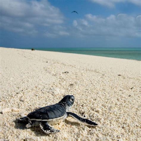 Baby Turtle On Beach Save The Sea Turtles Marine Turtle Baby Turtles