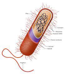 Tienen Las Bacterias Vacuolas Informaci N Detallada Y Hechos
