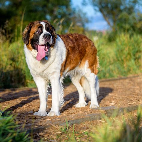 Saint Bernard Profile Health Issues St Bernard Information A