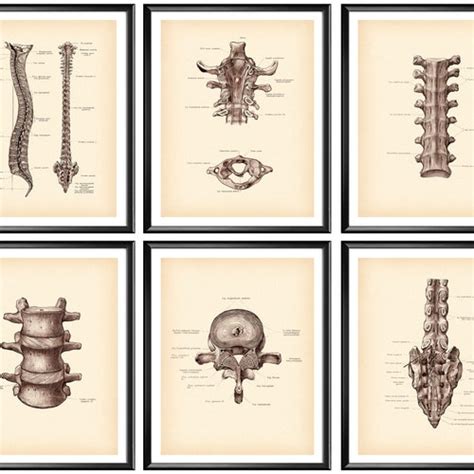 Spinal Anatomy Print Vertebral Column Vertebral Structure Etsy