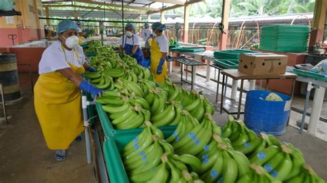 Cómo se cultiva el banano orgánico en Ecuador Cluster Banano
