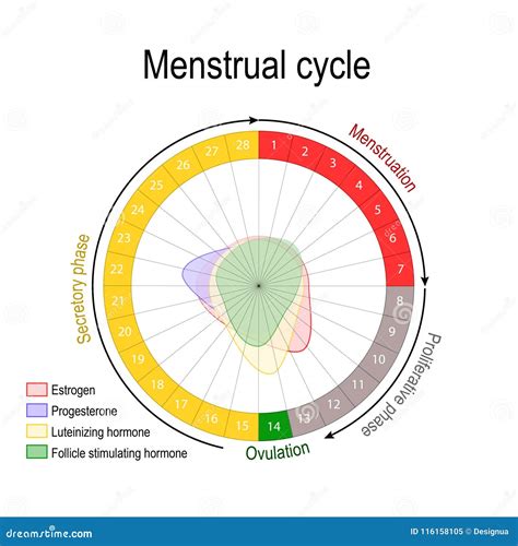 Misunderstanding Resignation Geometry Diagram Of The Menstrual Cycle