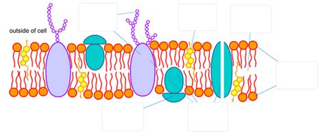 Unit 3 Cell Membrane And Transport Diagram Quizlet