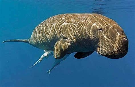 Peixe boi Um Guia Completo Sobre o Gigante Gentil das Águas