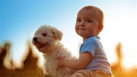 7 razas de perros ideales para familias con niños MDZ Online