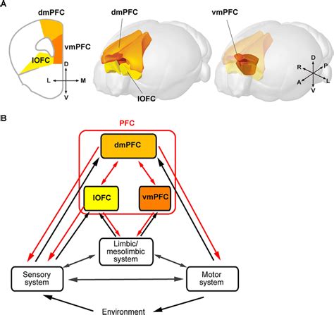 rodent prefrontal cortex pfc and their networks for executive download scientific diagram