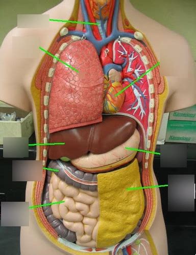 Torso Model Diagram Quizlet