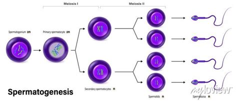 Spermatogenesis Cell Division Gametogenesis Meiosis Human Posters
