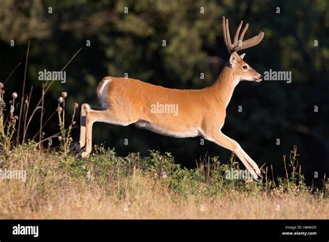 White Tailed Deer Odocoileus Virginianus Buck Running Montana Stock