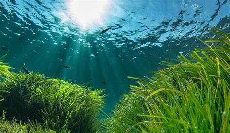 La posidonia de la mano del neumático SIGNUS Blog
