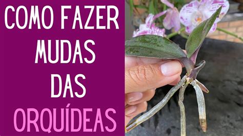 ORQUÍDEAS Aprenda a fazer a sua Orquídea produzir mudas YouTube