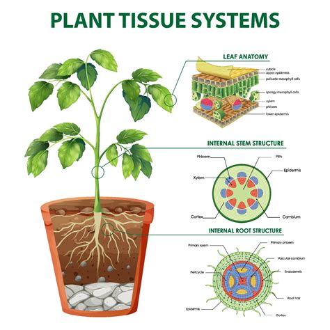 Plant Tissue Systems Vector Illustration Labeled Biology Structure