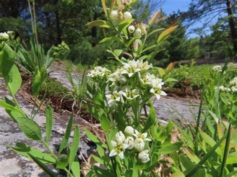 Comandra Umbellata Santalaceae Comandra Umbellata Santal Flickr