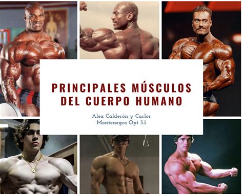 Solution Principales M Sculos Del Cuerpo Humano Studypool