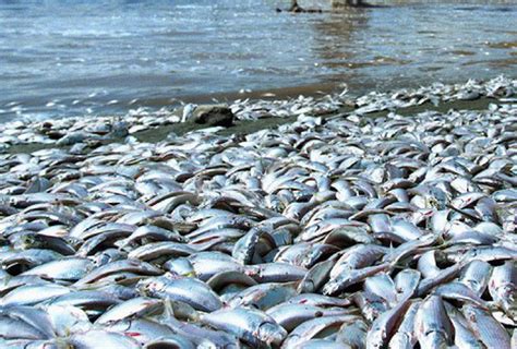 Marea Roja Mata A Miles De Peces En Costas De Florida Primera Hora