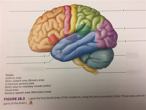Lab 26 Figure 26 3 Functional Areas Of Cerebrum Diagram Quizlet