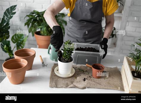 Spring Houseplant Care Repotting Houseplants Waking Up Indoor Plants