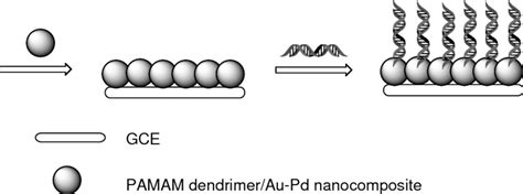 Schematic Representation Of Antioxidant Screeningusing GCE Immobilized