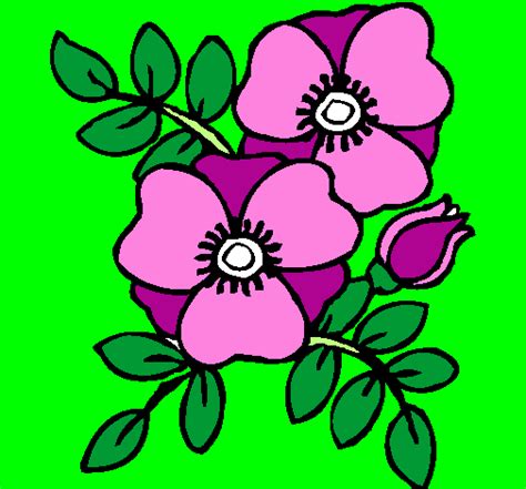 Desenho de Papoila pintado e colorido por Usuário não registrado o dia