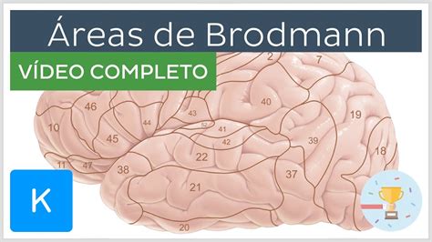 Áreas de Brodmann vídeo completo Anatomia Humana Kenhub YouTube