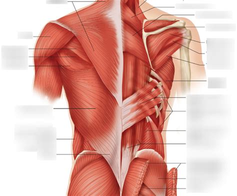 Gross Anatomy Lab Exam Posterior Thorax Part Diagram Quizlet
