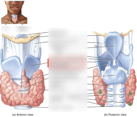 Trachea Cartilage Diagram Diagram Quizlet