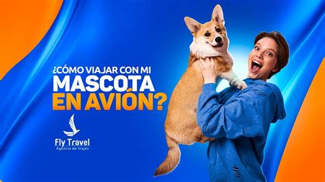 Cómo viajar con mi mascota en avión YouTube