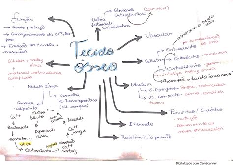 Mapa Mental Generalidades Dos Ossos AnatoCast
