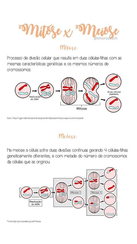 Mitose E Meiose Mitose Meiose Planos De Estudo Enem