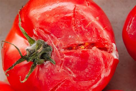 Rotten Moldy Smashed Red Tomate Close Up Vista Superior Mala Verdura