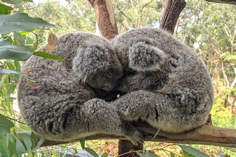 Sydney Visite autour du café du chocolat et du gin avec koalas