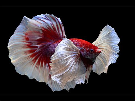 Bộ sưu tập 999 hình cá betta 4K cực chất