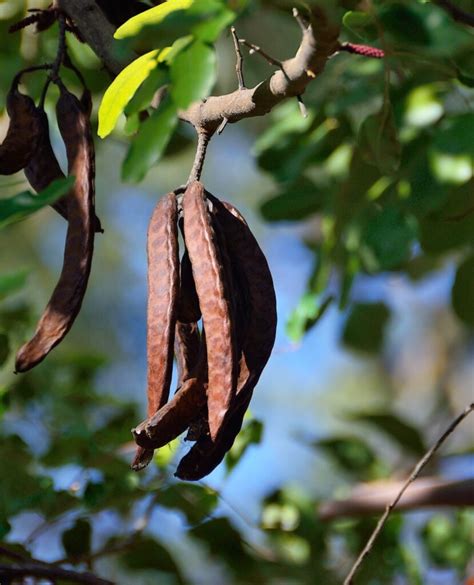 ALGARROBO Características y Cultivo de este árbol Guía