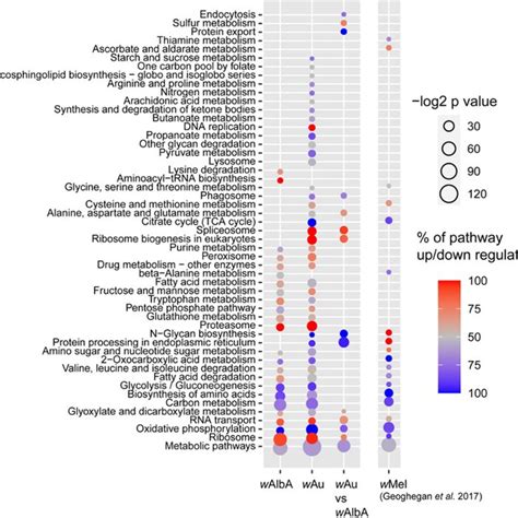 Kegg Pathway Analysis Of Differentially Regulated Proteins And Pathway