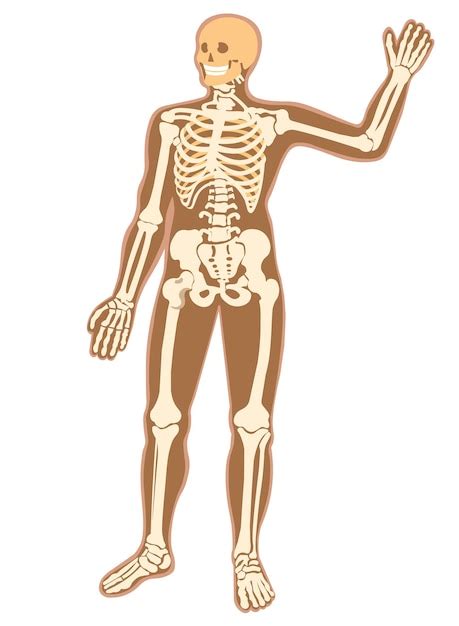 Esqueleto Humano Vector De Longitud Completa Vector Premium