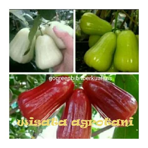 Jual Paket 3 Batang Jenis Bibit Jambu Air Madu Deli Hijau Merah Susu