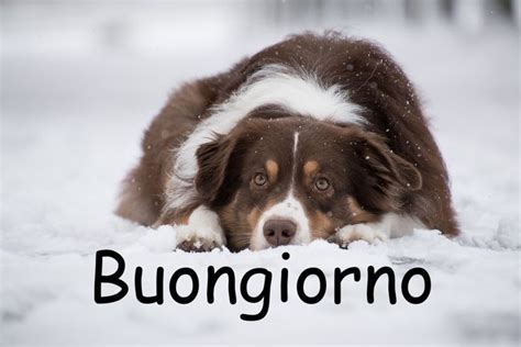 Pin By Anna Maria Evangelisti On Buongiorno In 2024