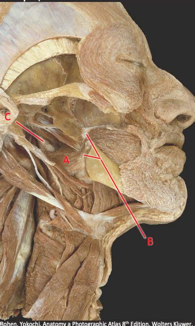 Diagram Of Pharynx Lateral View Quizlet