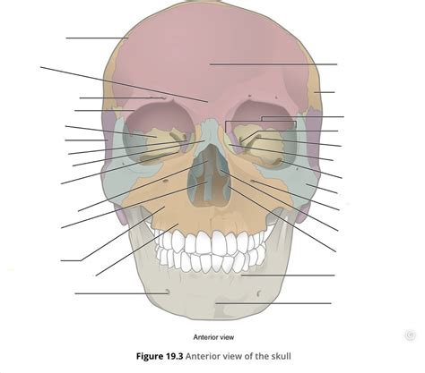 Anterior Skull Diagram Quizlet